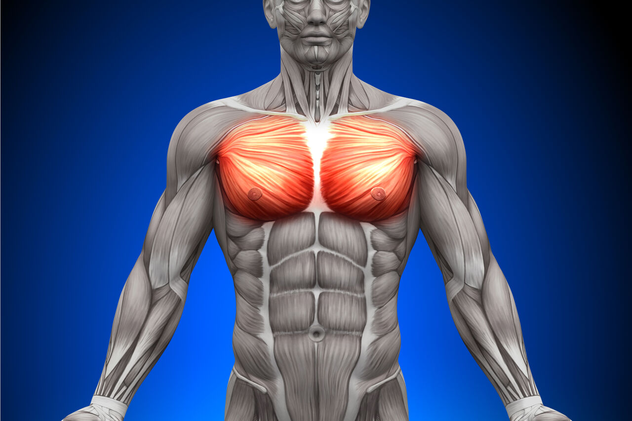 Muskelskolan: Pectoralis Major